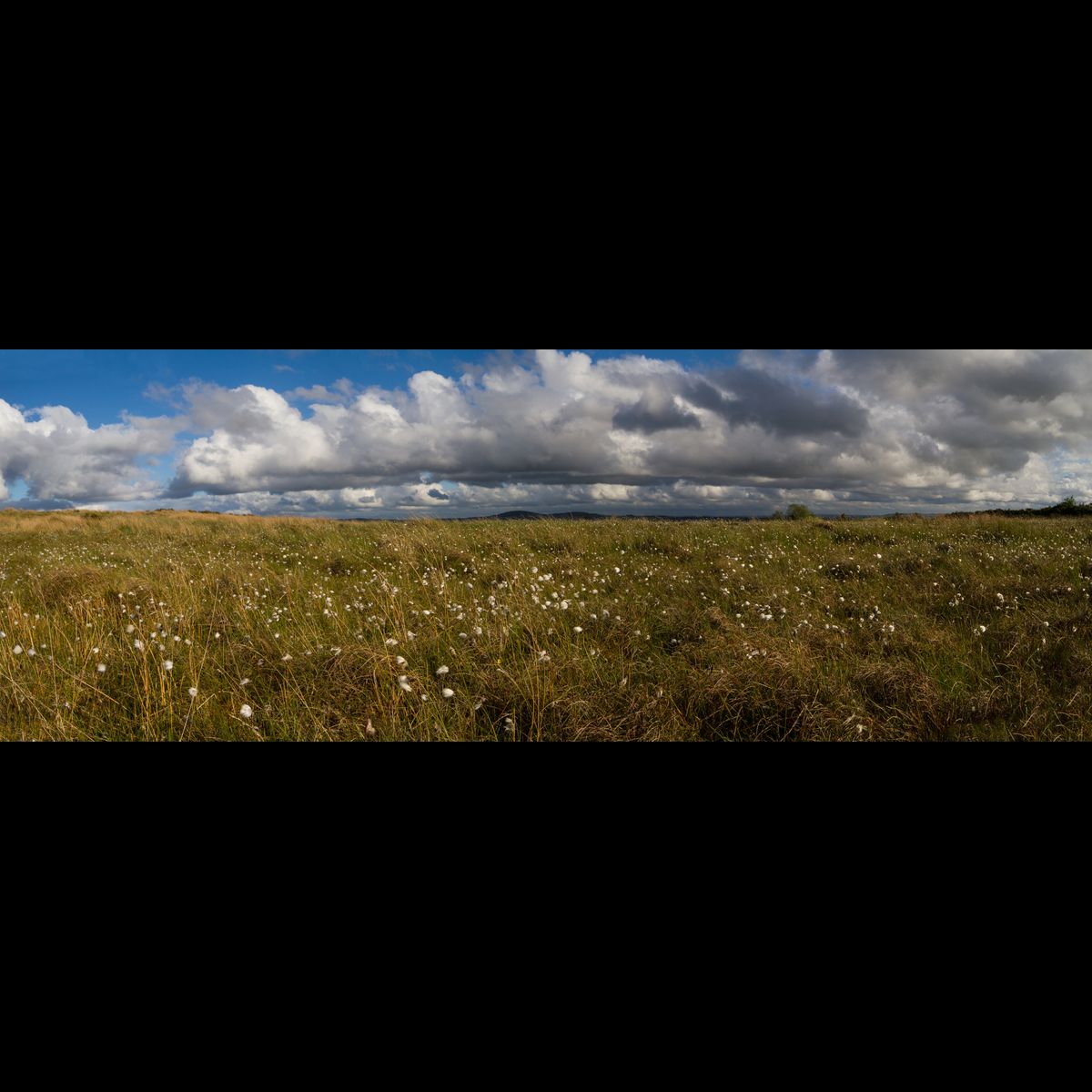 Carbon reduction by taking care of peatlands: The Care-Peat Project